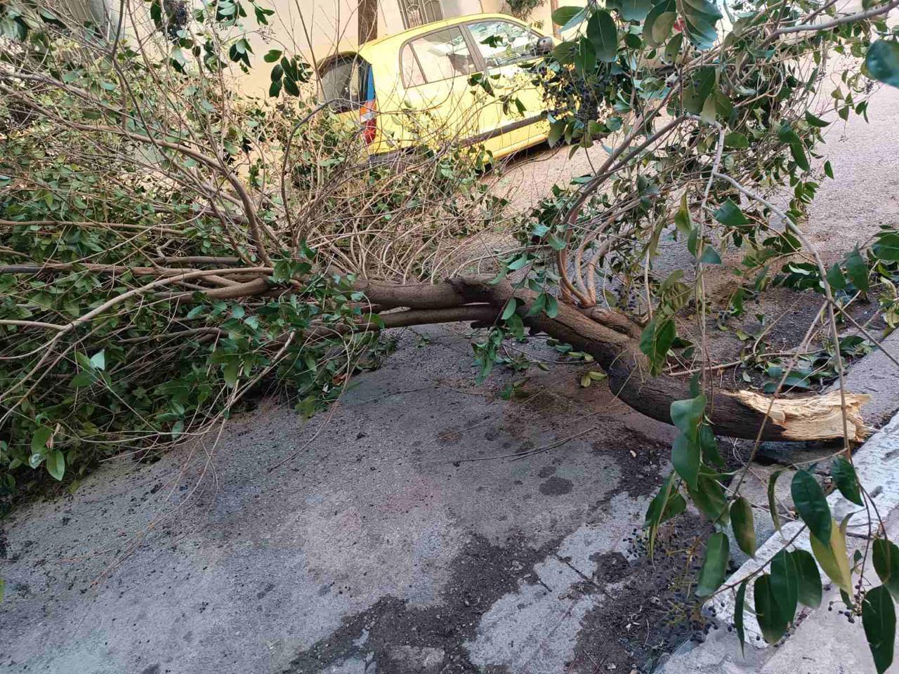 Αττική: Πτώσεις δέντρων από ανέμους έως 6 μποφόρ | dimosio.gr