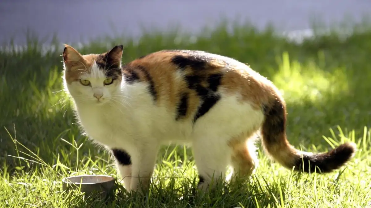 Οι 4 αλλαγές στη συμπεριφορά της γάτας σας που είναι καμπανάκι για να πάτε στον κτηνίατρο ...