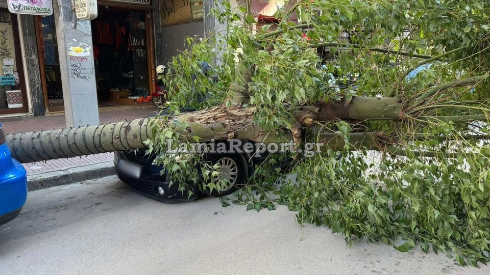 Τρόμος στη Λαμία: Δένδρο έπεσε πάνω σε αυτοκίνητα στο κέντρο της πόλης | dimosio.gr